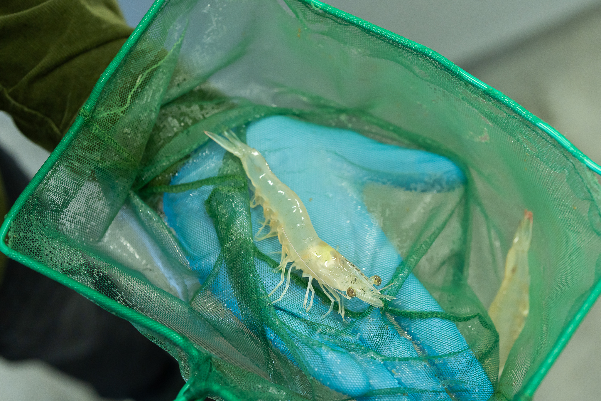 Klaipeda University spin-off AquaQLT granted a European patent for its ...